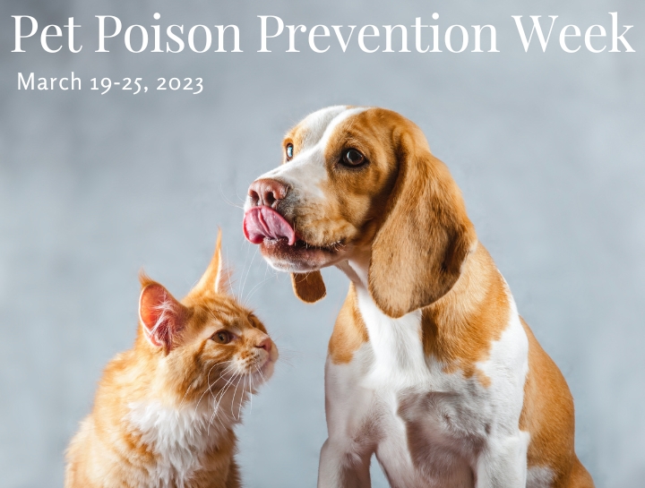 Pet Poison Prevention | Valley Veterinary Hospital